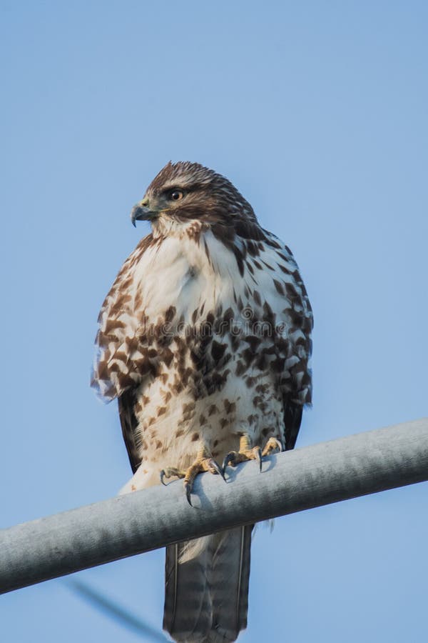A Picture of a Red-tailed Hawk Perching on the Lighting Pole. Stock ...