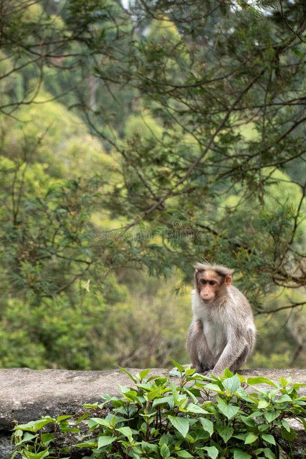 Rhesus Monkey with a Missing Hand Stock Image - Image of forest, animal ...