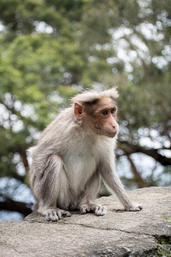 Rhesus Monkey with a Missing Hand Stock Image - Image of mischief ...
