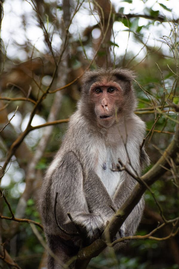 Rhesus Monkey (Rhesus Macaque) Sitting in a Tree Branch. Stock Photo ...