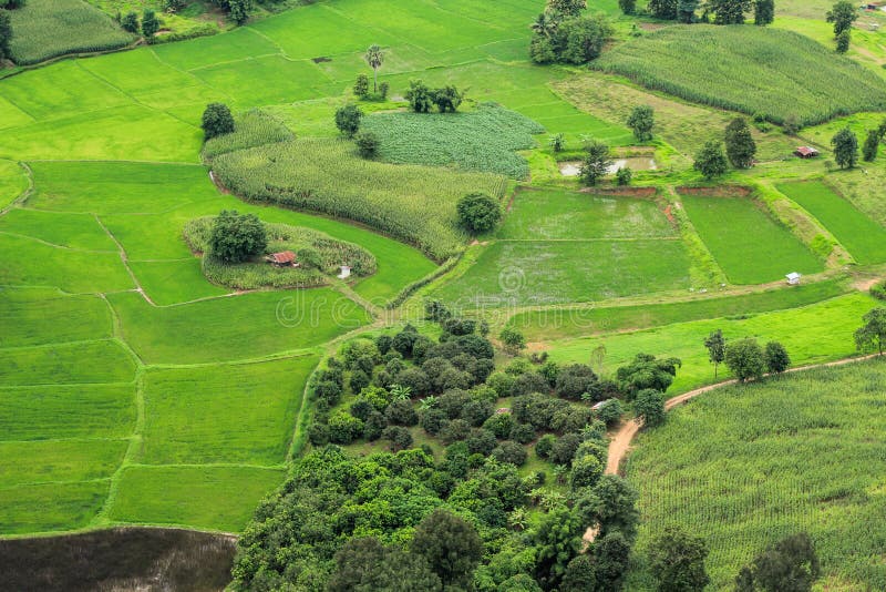 Picture of a Rice Field Plot from a High Stock Photo - Image of outdoor ...