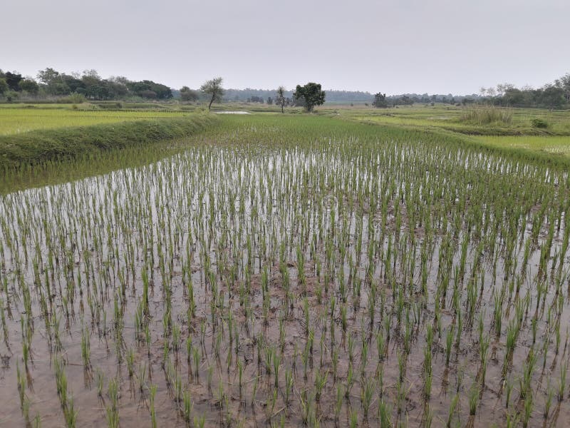 The Picture of Rice Field in Rainy Days Stock Image - Image of days ...