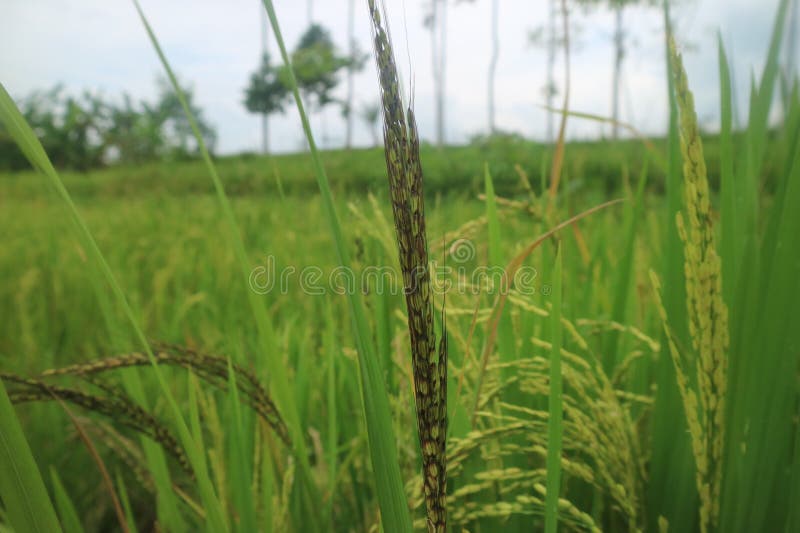 Picture of Rice in Paddy Field Stock Photo - Image of green, produce ...