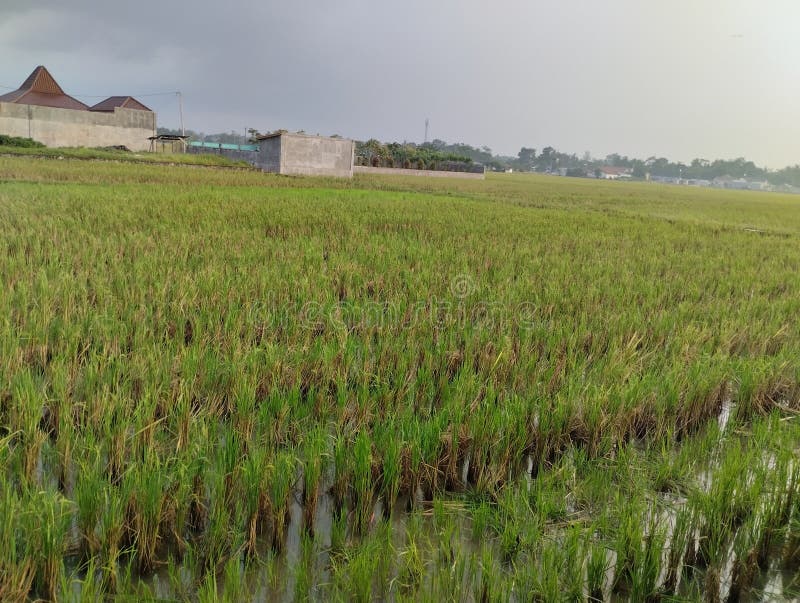 Picture of Rice Plants Already Harvested Stock Photo - Image of ...