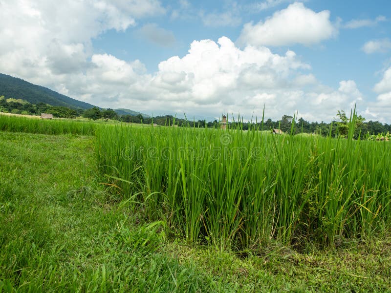 Picture of Rice Plants in Front and Blue Sky Stock Photo - Image of ...