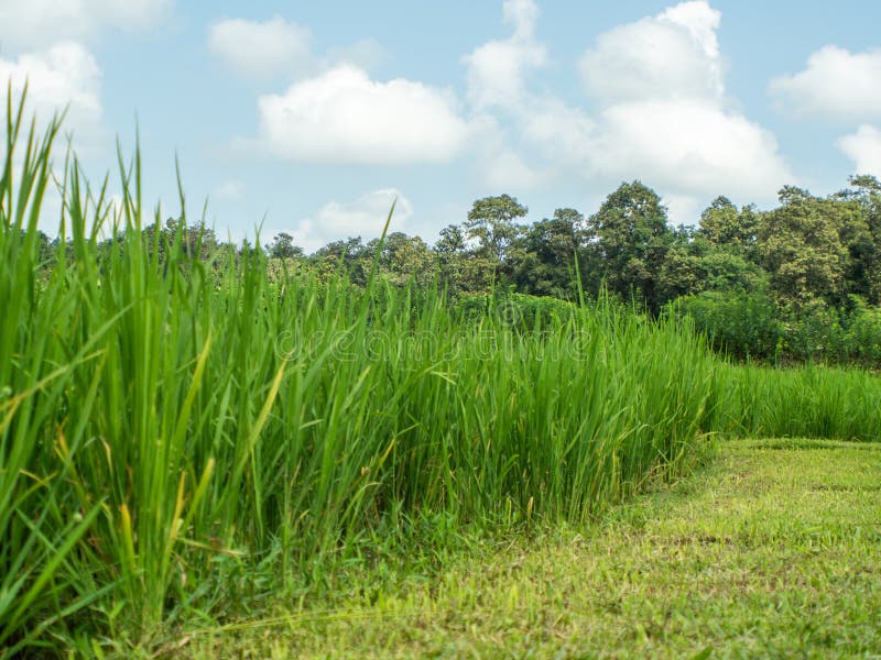 Picture of Rice Plants in Front and Blue Sky Stock Image - Image of ...
