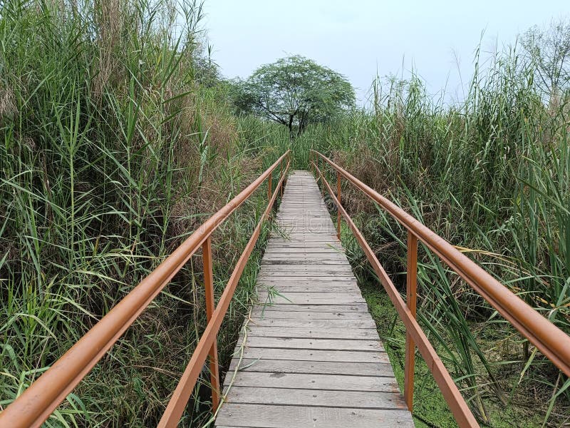 A Picture of River Foot Bridge Stock Image - Image of tree, discovery ...
