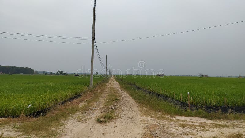 Picture of a Road in the Middle of a Rice Field Stock Photo - Image of road, middle: 288755720