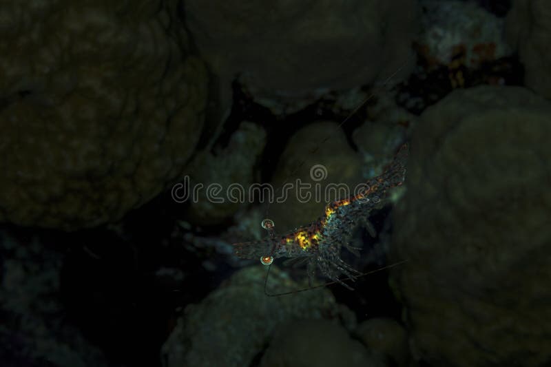 A picture of a Rock shrimp stock photo. Image of diver - 313846644