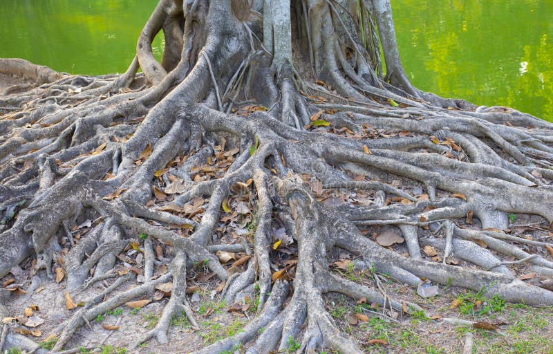 Picture of the Root of a Large, Old Tree Stock Photo - Image of ...