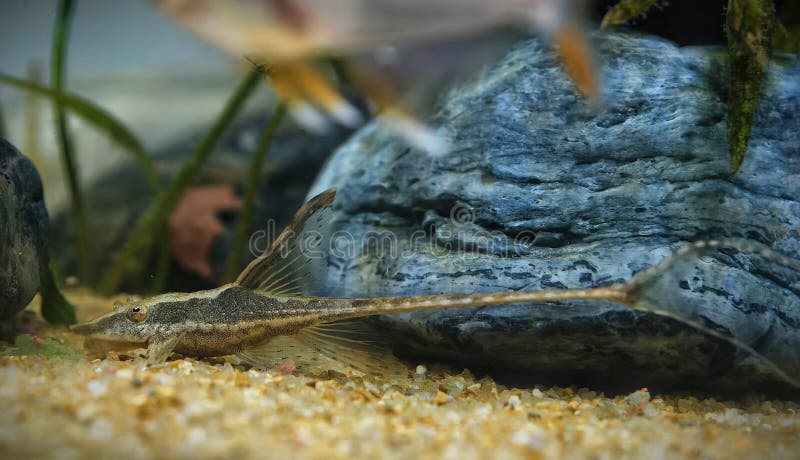 A Picture of Royal Whiptail Catfish in Aquariums Stock Image - Image of ...