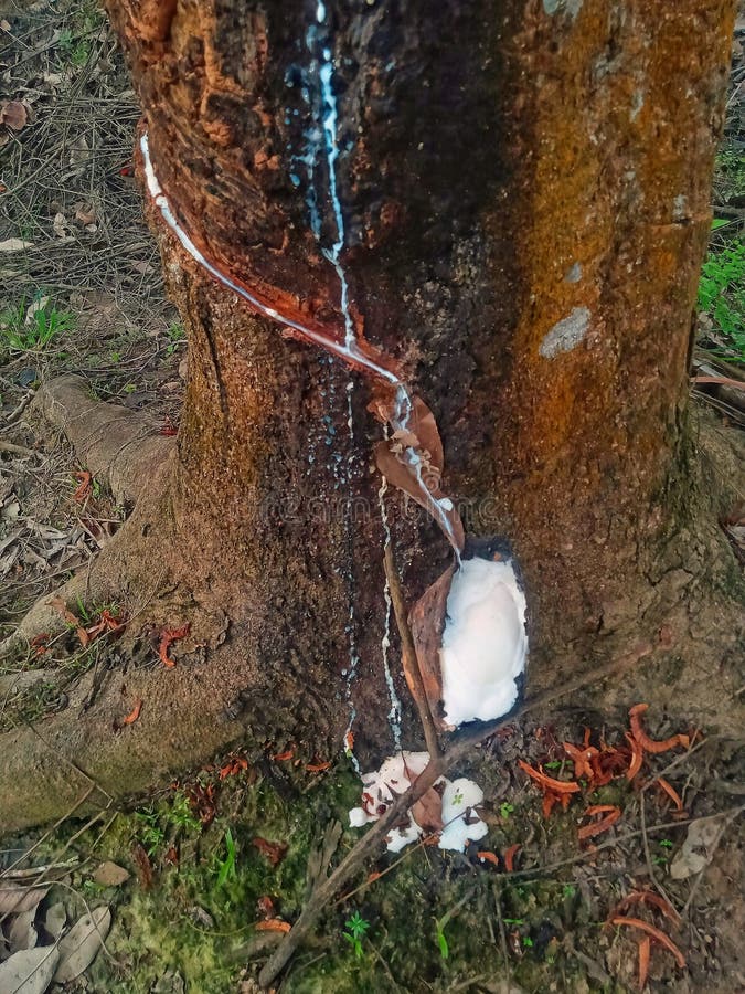 A Picture of a Rubber Tree that Has Been Tapped and Its White Sap ...