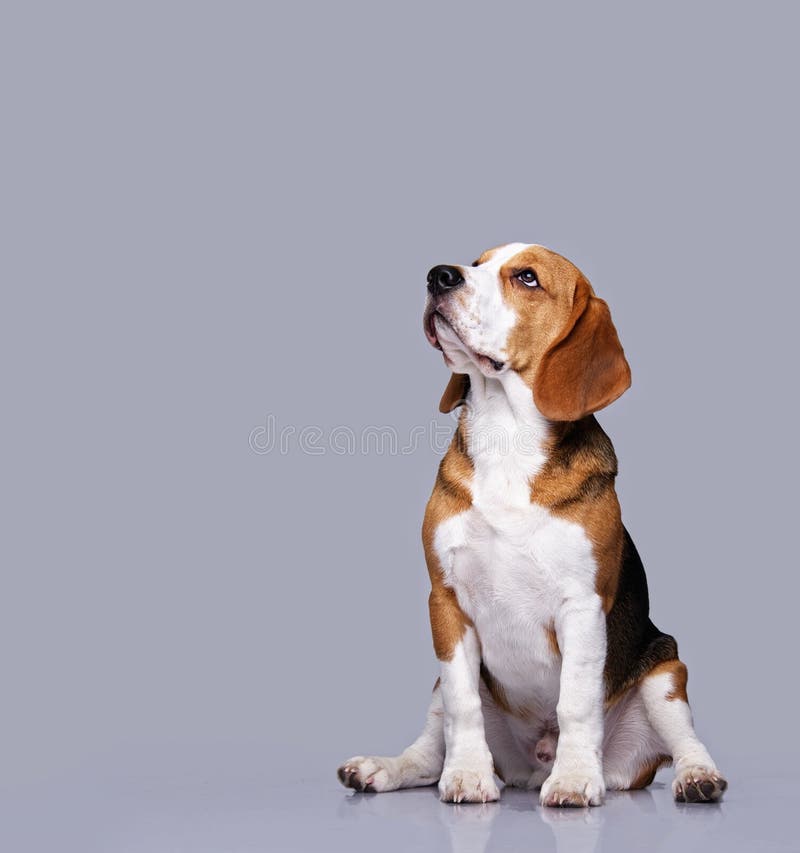 Are Beagles Used As Police Dogs