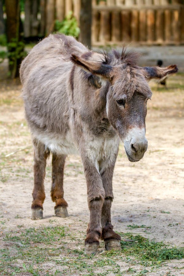 Picture of a sad pet stock image. Image of donkey, mule - 97666861