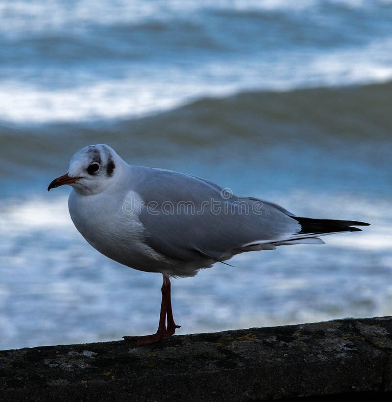 Picture of a Seagull in Front of the Sea Stock Photo - Image of seagull ...