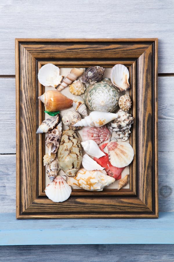 Picture of seashells stock photo. Image of closeup, decorative - 67085968
