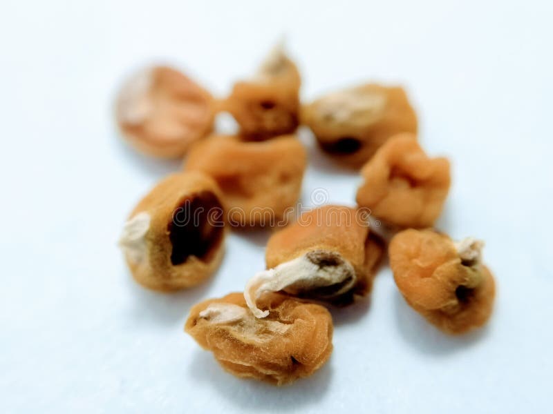 A picture of seeds , stock photo. Image of agriculture - 149935836