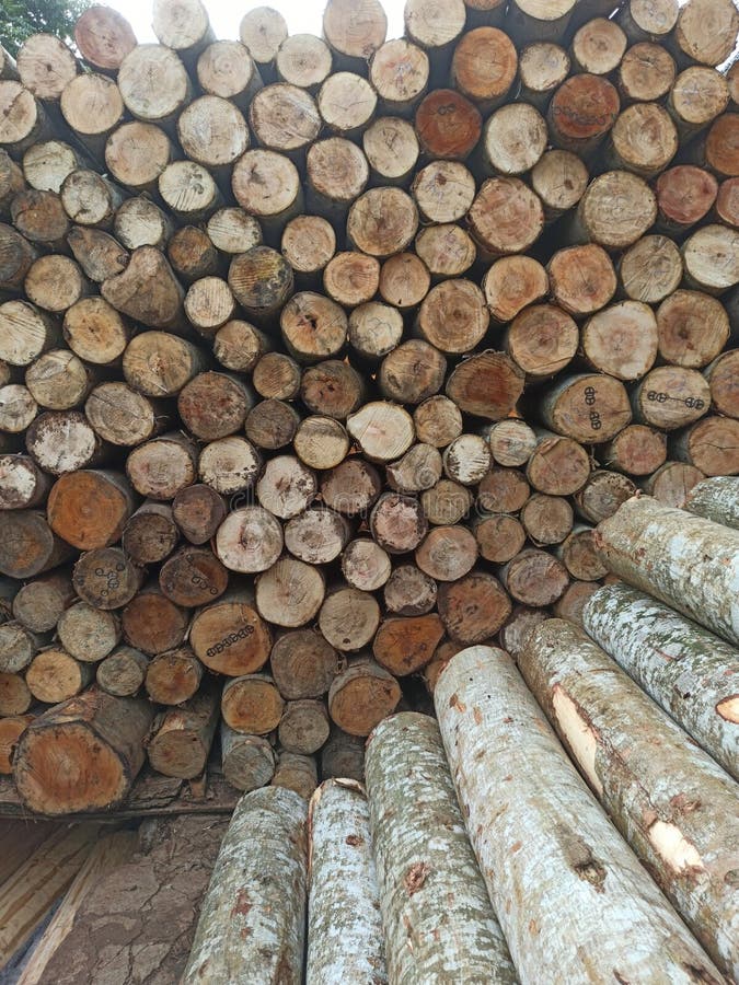 This is a Picture of Sengon Wood that Will Be Processed in the Factory ...