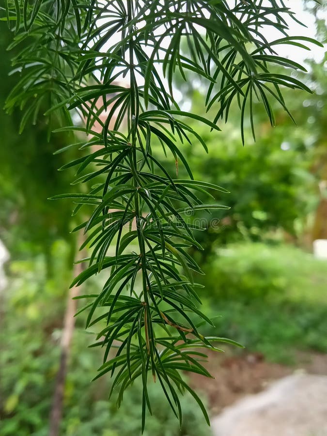 This is the Picture of Shatavari Plant. Stock Image - Image of ...