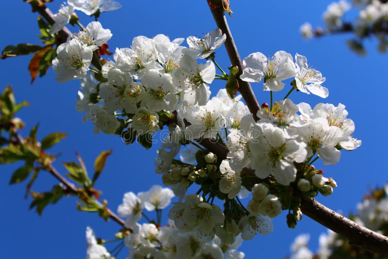Beautiful cherry blossoms stock image. Image of sunlight - 136324039