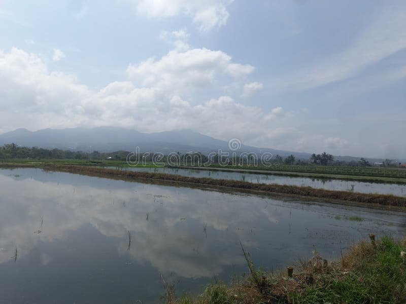Rice Filed in Garut Regency, West Java, Indonesia Stock Image - Image ...