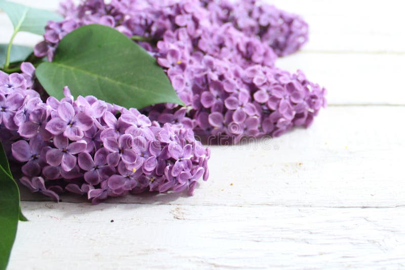 Beautiful lilac border stock photo. Image of floral - 137112596