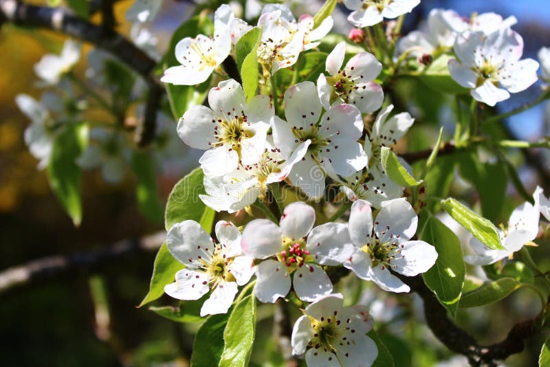 Blossoms of a pear tree stock image. Image of sunny - 145705271