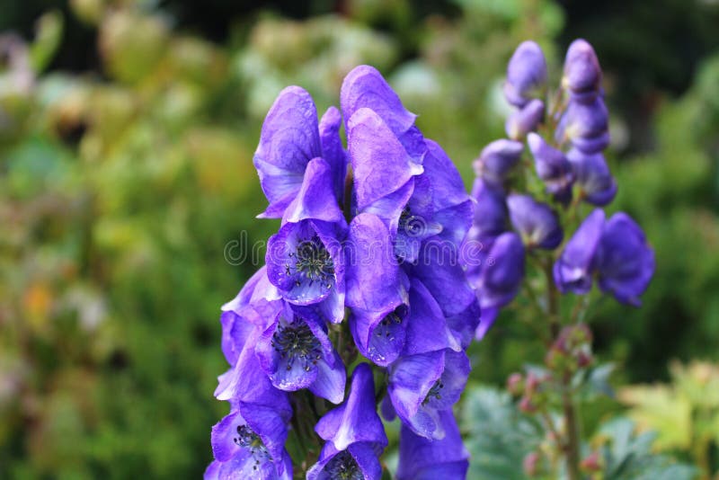 Blue aconite in the garden stock photo. Image of aconite - 198519716