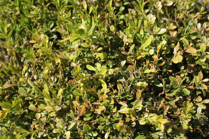 Box Damaged by a Box Tree Moth Stock Photo - Image of leaves ...