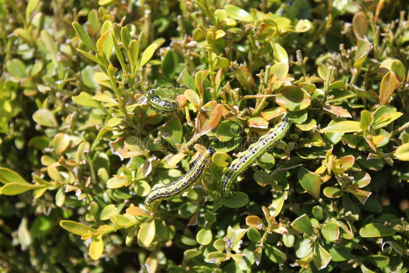 Box Damaged by a Box Tree Moth Stock Photo - Image of pest ...