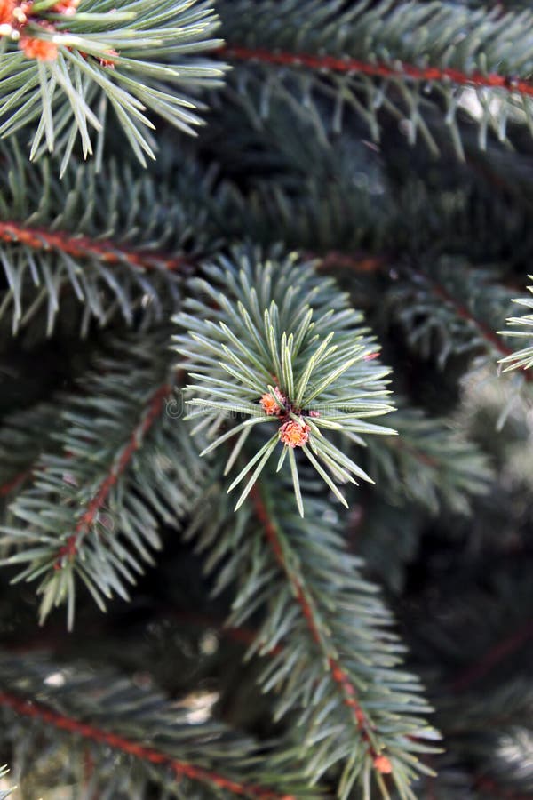 Silver spruce close up stock image. Image of environment - 115298963