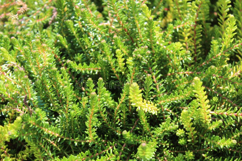 Heather Flowers and Pumpkins in the Straw Stock Photo - Image of ...