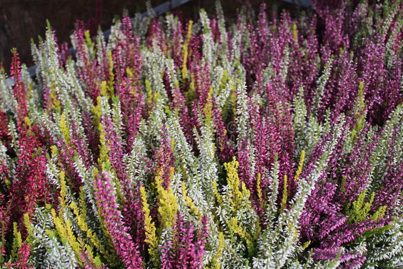 Heather Flowers and Pumpkins in the Straw Stock Photo - Image of ...