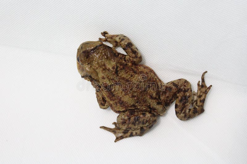 Common Toad on a White Background Stock Image - Image of toads ...