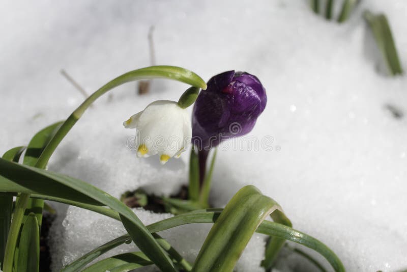 Crocus and Spring Snowflake in the Snow Stock Photo - Image of greeting ...