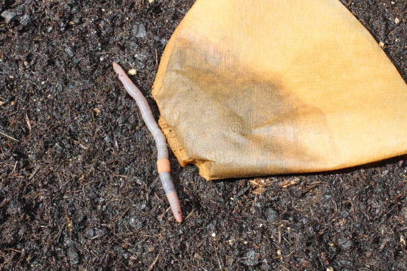 An Earthworm and a Coffee Filter Stock Photo - Image of lumbricidae ...