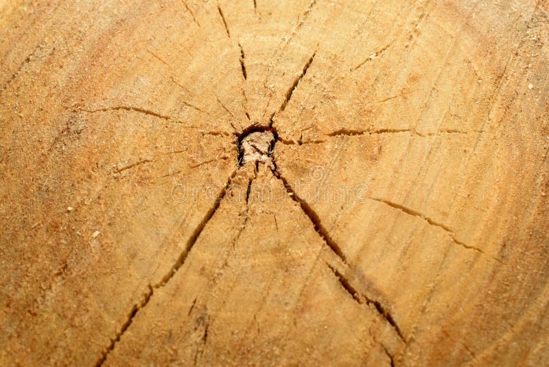 Texture Pattern of the End of a Log Cut. Stock Photo - Image of plant ...