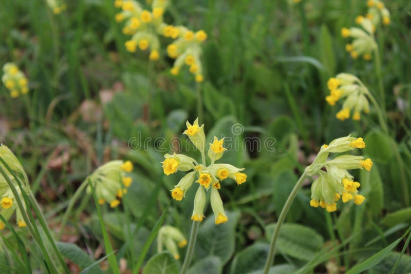 Field of cowslips stock image. Image of natural, spring - 145708697