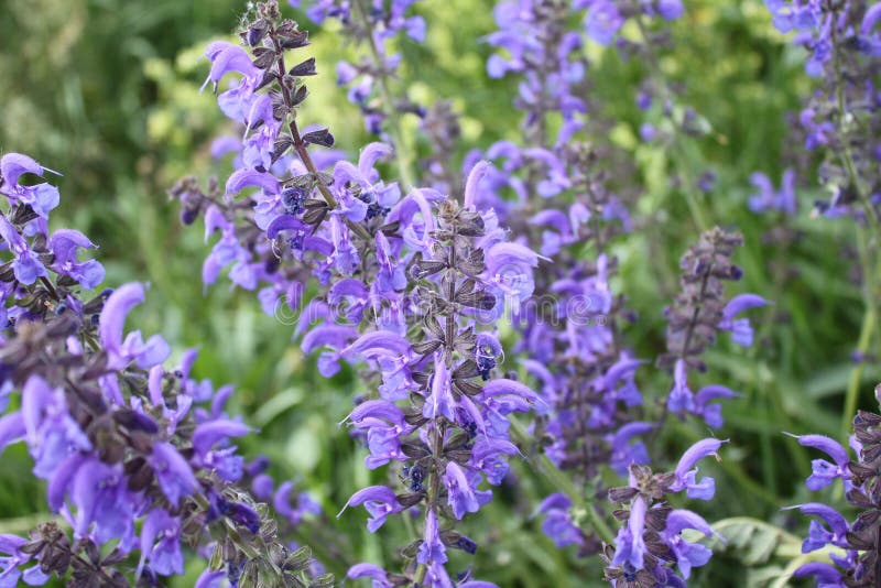 A field of meadow sage stock photo. Image of natural - 183956048