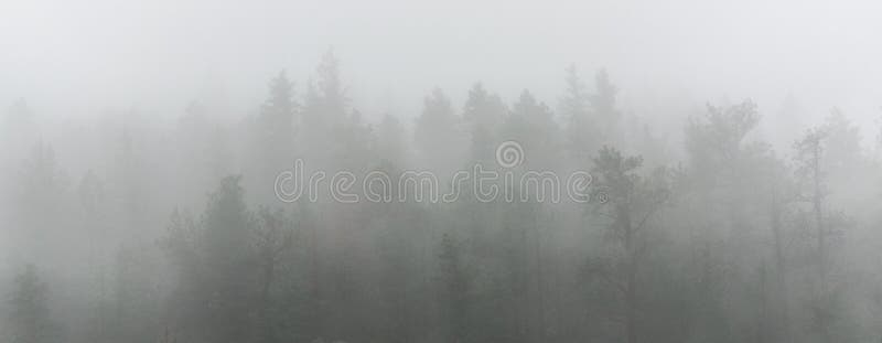Trees in the fog stock photo. Image of national, aspen - 118210582