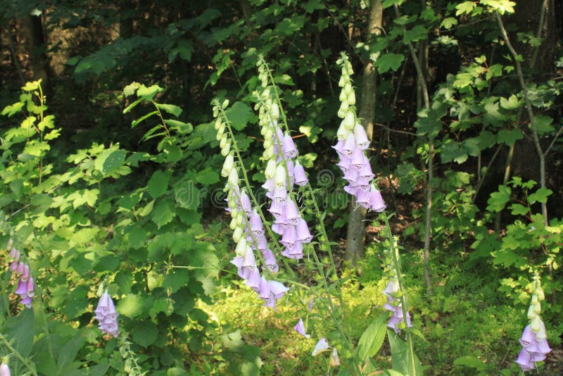 Foxglove in the Summer in the Forest Stock Image - Image of flora ...
