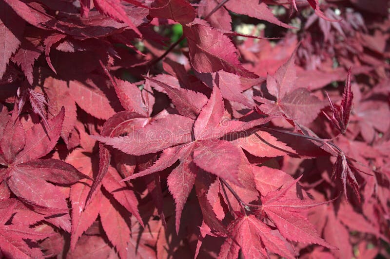 Full Moon Maple in the Garden Stock Image - Image of acer, floral ...
