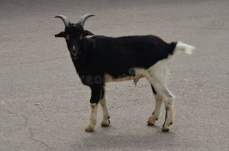 A Goat Standing on the Asphalt Stock Image - Image of mammal, body ...