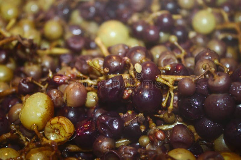 Grape Marc Stock Photos - Free & Royalty-Free Stock Photos from Dreamstime