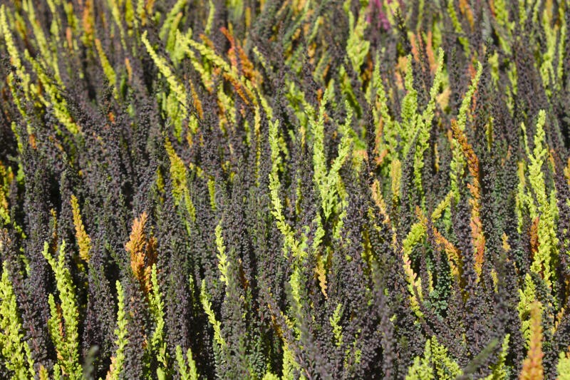 Green Heather in the Garden Stock Photo - Image of nature, garden ...