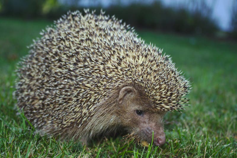 A hedgehog in the garden stock photo. Image of wild - 155660076
