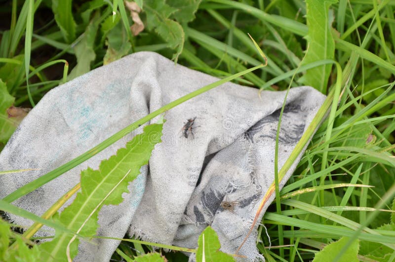 Insects on the rag stock image. Image of nearness, close - 127652351