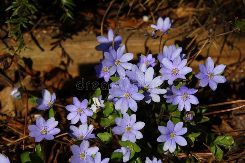 Liverleaf in the garden stock image. Image of medical - 143723213