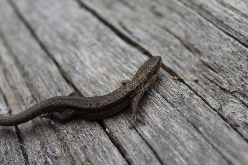 Lizard on wood stock photo. Image of wood, wildlife - 144335672