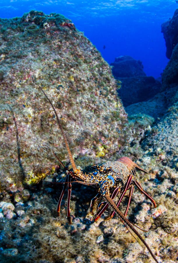 Lobster underwater stock photo. Image of nephropidae, details - 214916